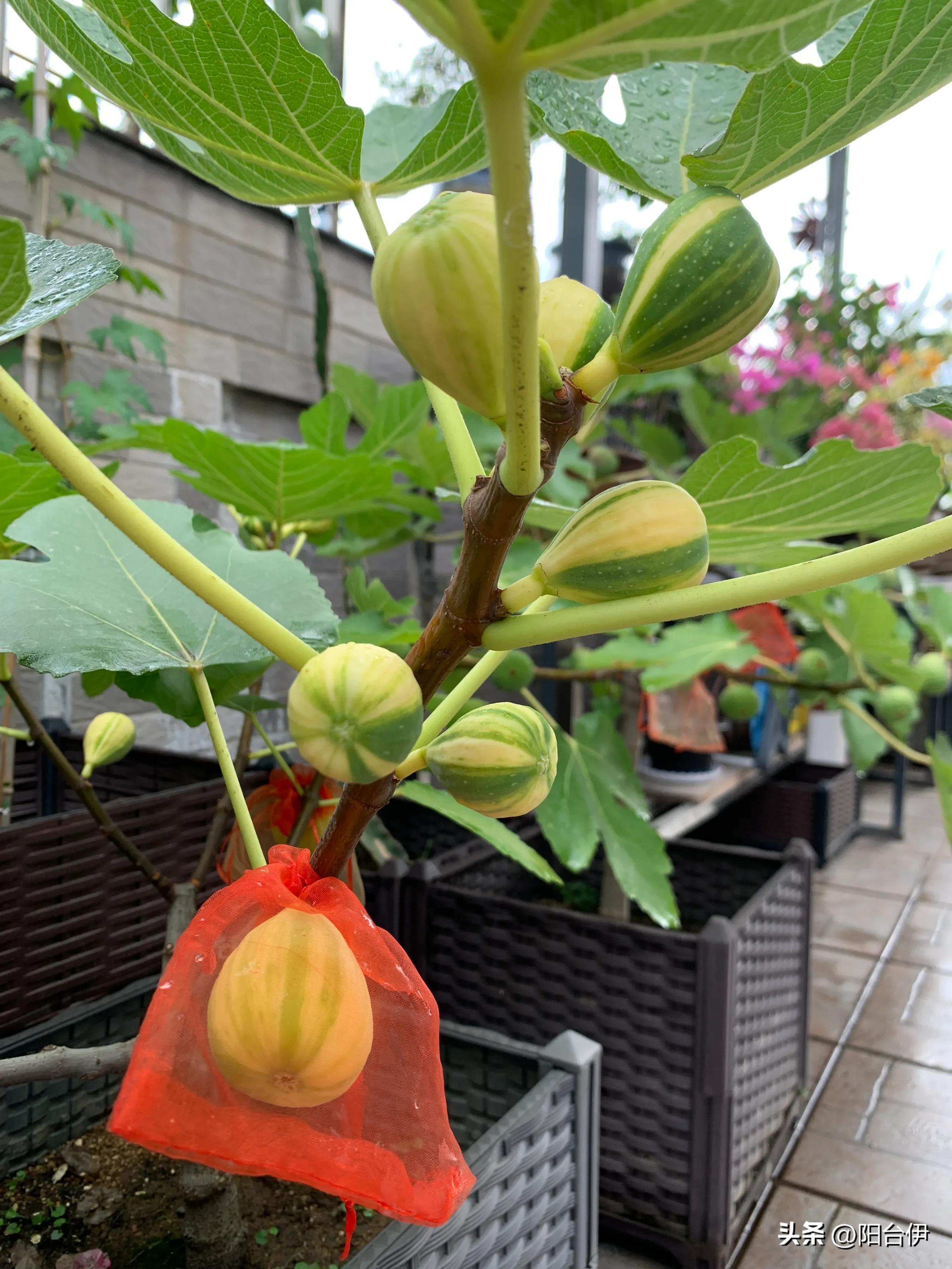 The neglected gold-encrusted jade fig - iNEWS