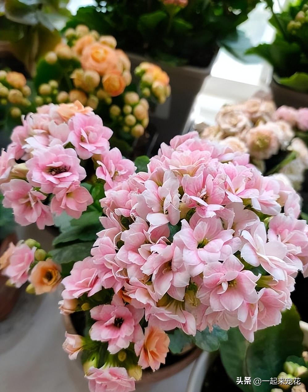 Raising longevity flowers in autumn, "two-pronged approach" grows ...