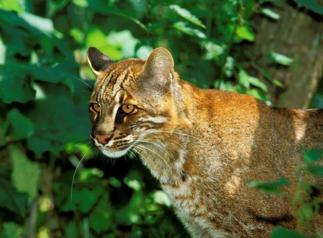 One Biao fights three tigers, what exactly is Biao, so powerful - iNEWS