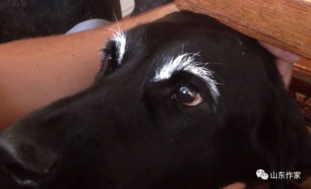 Sanmao's Dog (Prose) - iNEWS