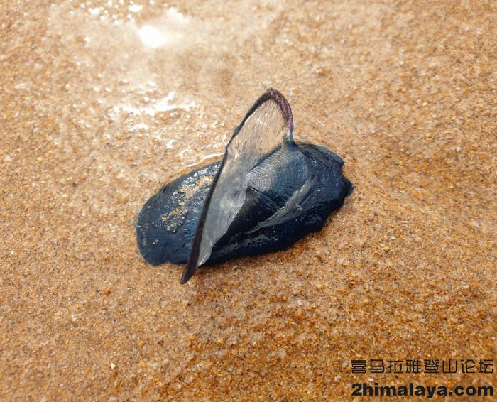 "World" Natural Wonders - Blue Tide - iNEWS