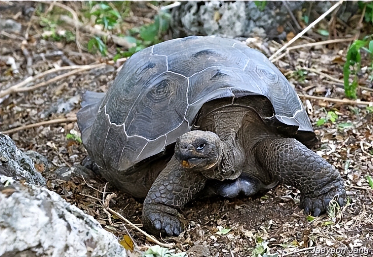 International Union for the Conservation of Nature, animals that have ...