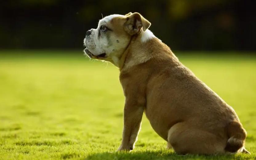 Brave bulls are not afraid of difficulties! Take you to understand the ...