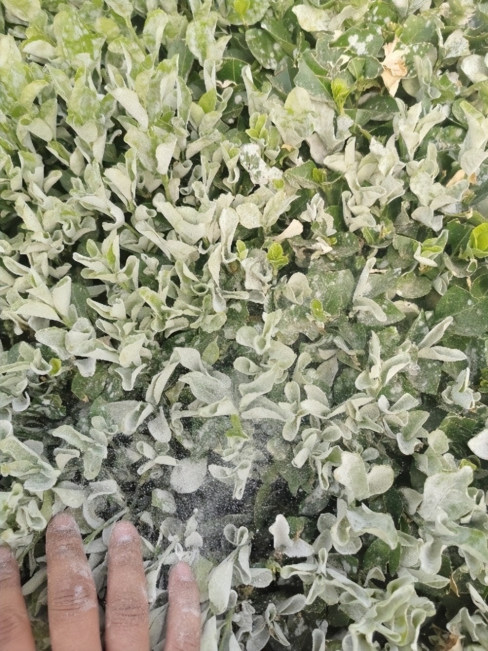 Control technology of boxwood powdery mildew - iNEWS