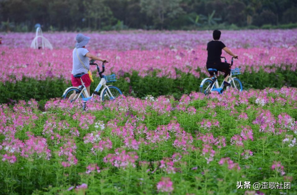 One Hundred Thousand Books of Cold Knowledge: The Origin and Customs of ...
