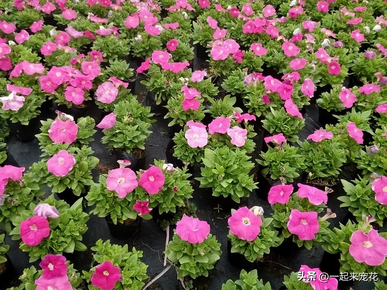 The 6 kinds of flowers that cannot be watered on the leaves in summer ...