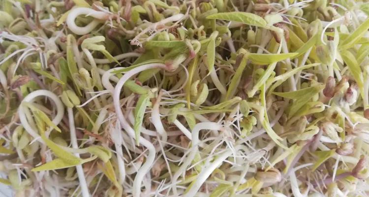 Mom taught me the process of making bean sprouts - iNEWS