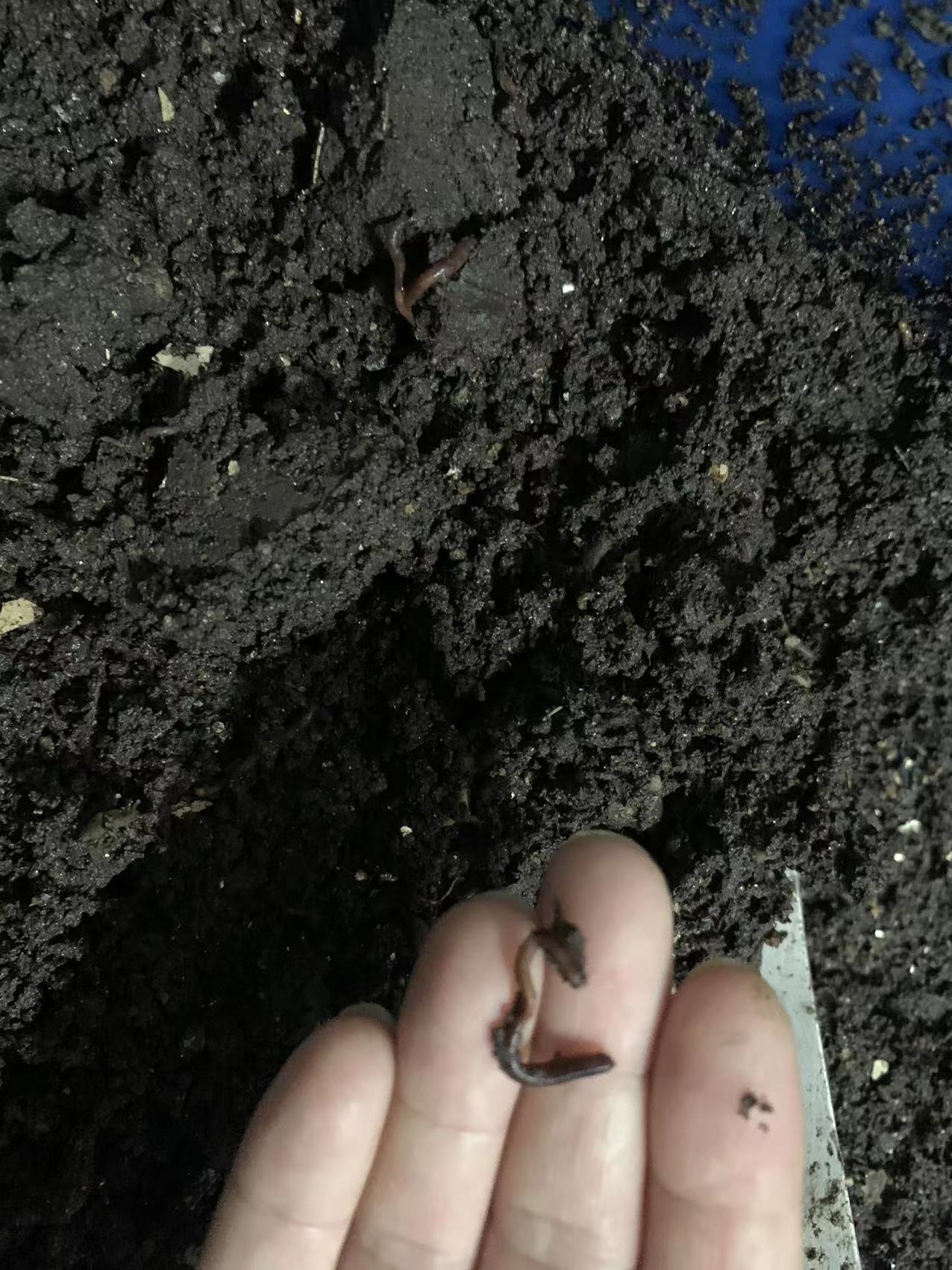 Soil version of "Dabu Pills", how much tonic?Do not spend money on ...