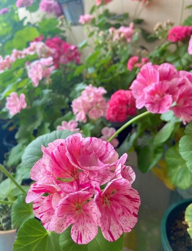 9 kinds of flowers are "small in size and big in energy", the more you ...