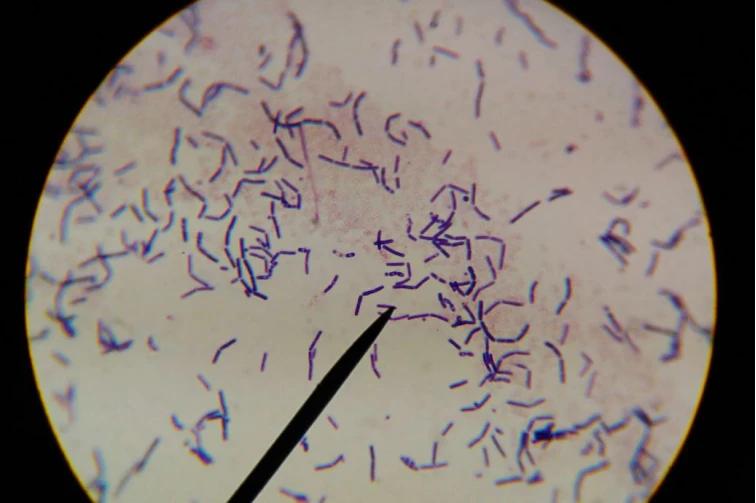 Characterization and transcription of UDP-galactose 4-isomerase galE ...