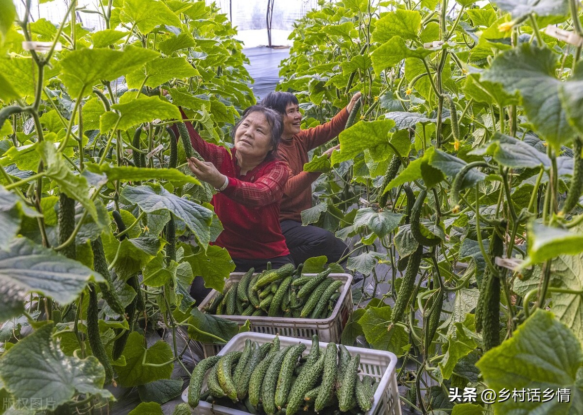 Beans and fruits and vegetables arrive in autumn, if you do these ...