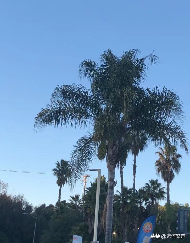 Delighted to see the date palm tree - iNEWS