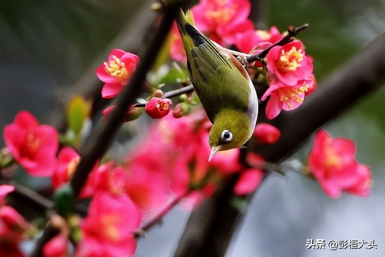Mojiang Shiguang (14) Huangdili sparrow, "fat stick" sticking to ...