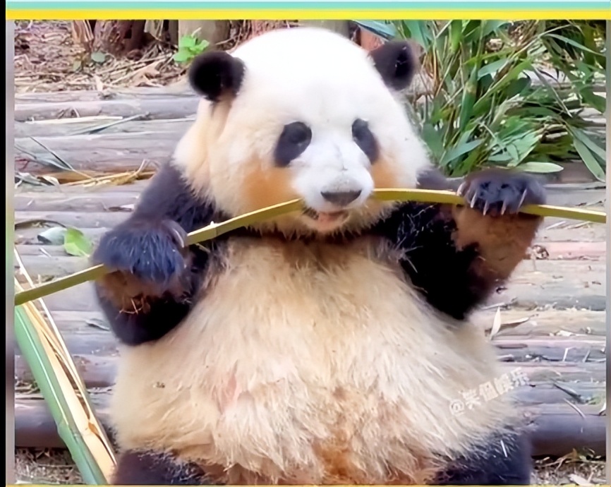 Have you ever seen a panda breaking bamboo with its face? Come and see ...