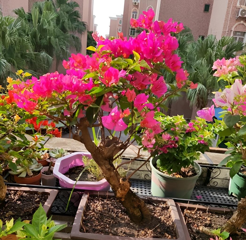 At the end of the year, "5 kinds of flowers" will be raised. The ...