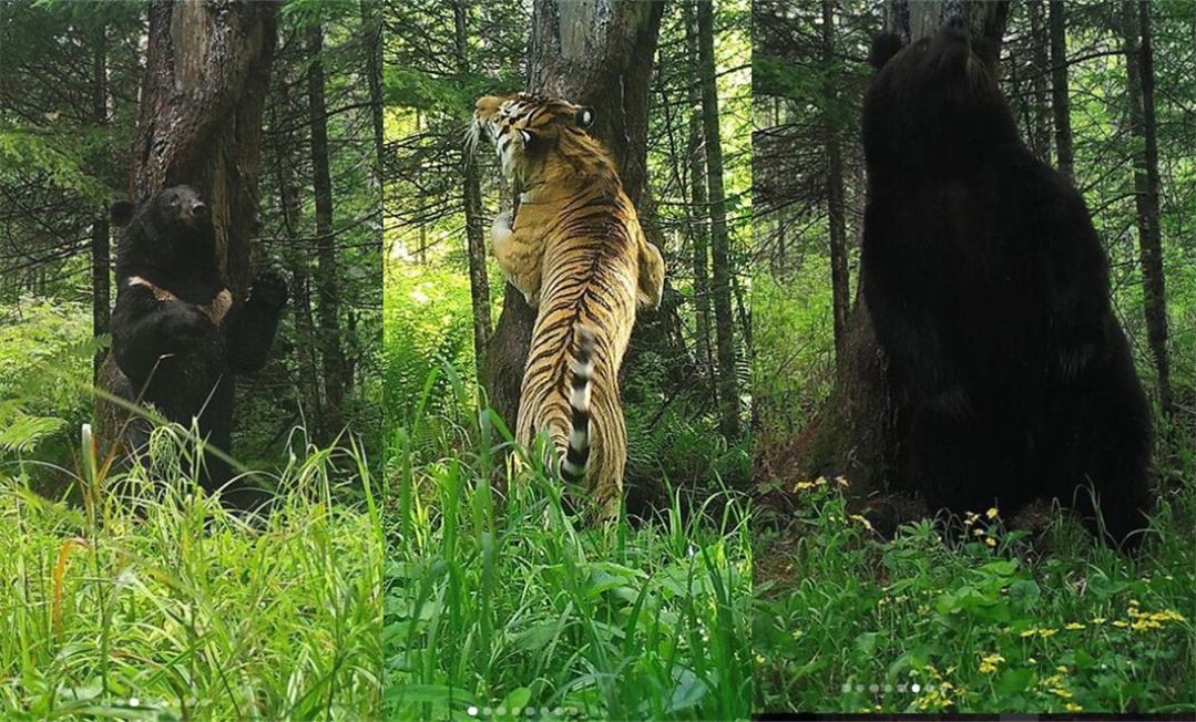The Ussuri brown bear in the taiga forest of the Far East, the Siberian ...
