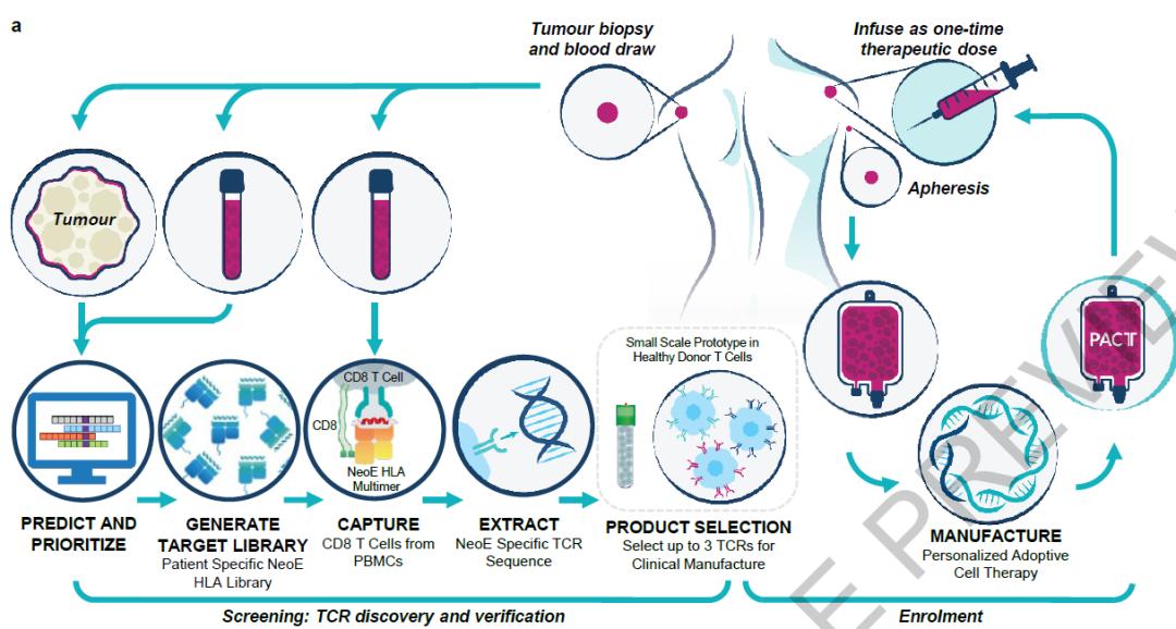 Precise T cell receptor replacement for personalized cell therapy - iNEWS