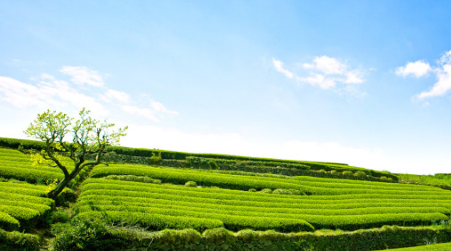 What is a group ticket? How to choose the right group ticket - iNEWS