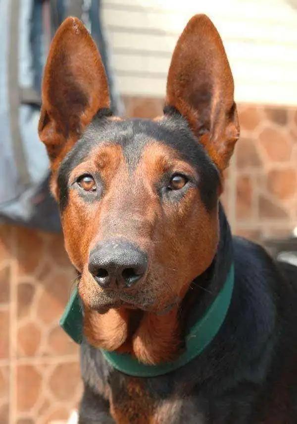 "Chinese Red Dragon" - Laizhou Red Dog, excellent and not inferior to ...