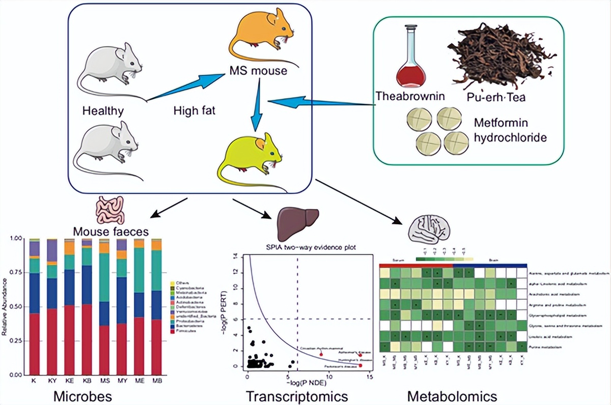 Metabolomics Pu-erh tea and theabrownin alleviate metabolic syndrome ...