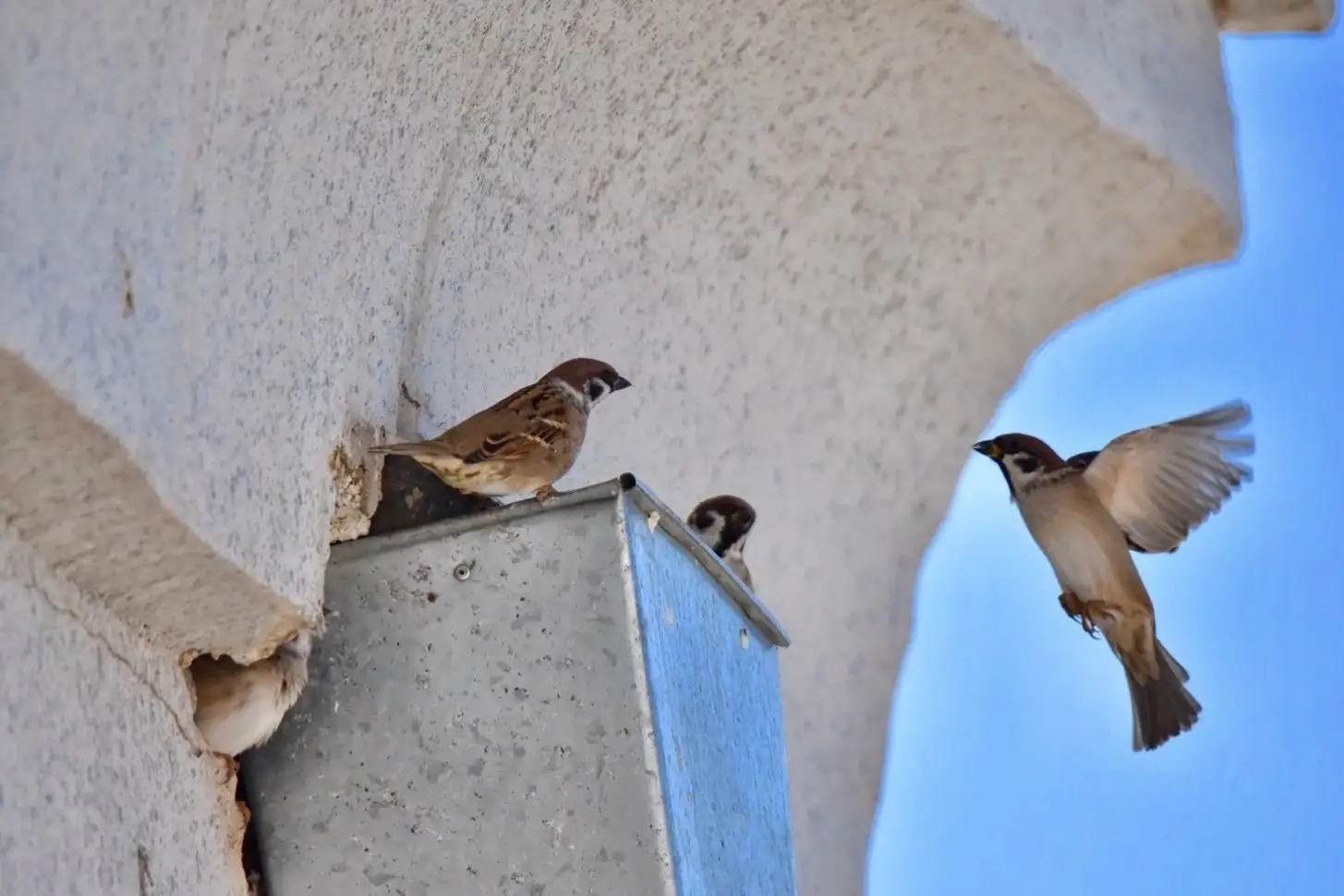 The Chinese basically don't eat sparrow meat. Why are sparrows still ...