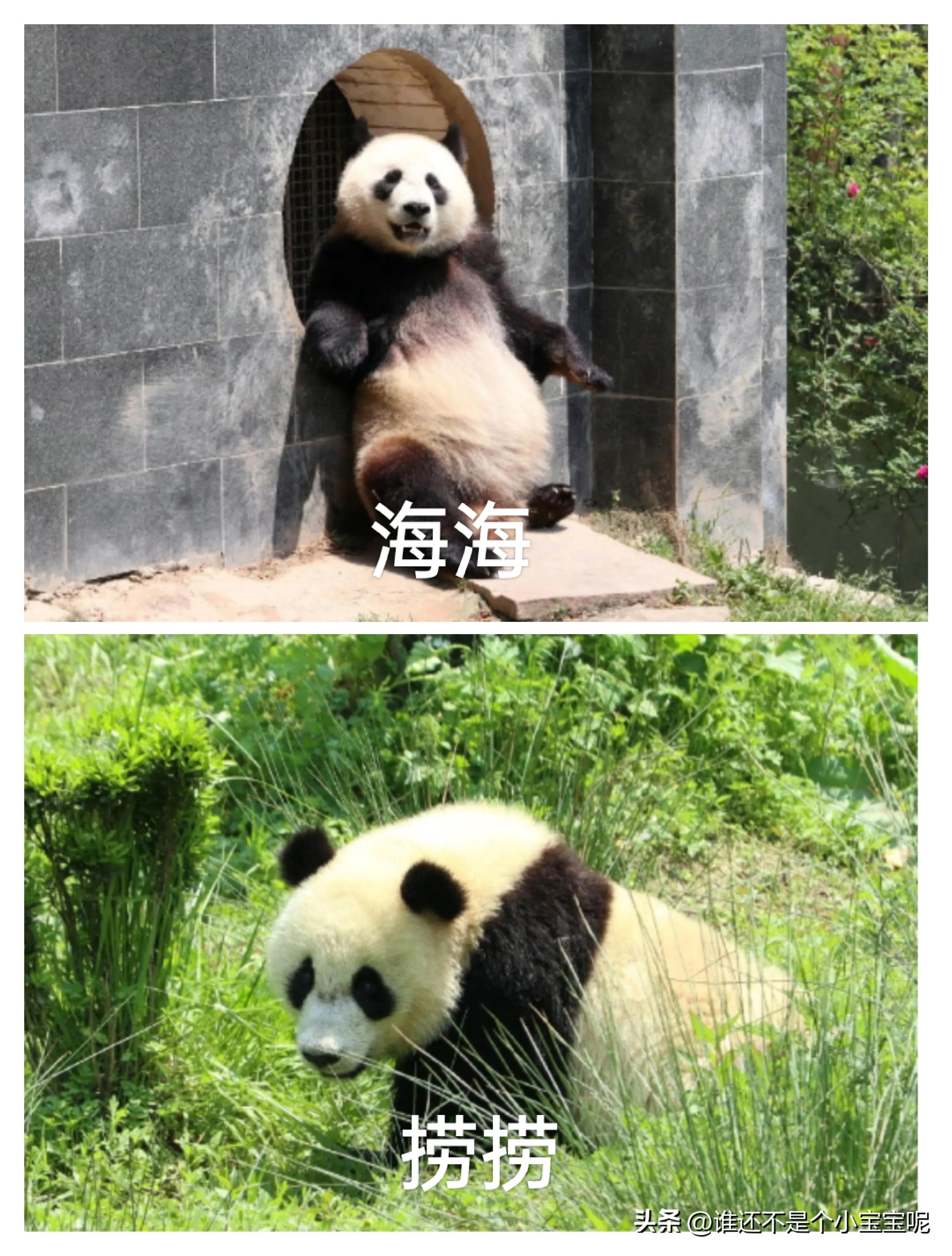 Meet a giant panda every day——Lin Bing, the daughter of Lin Hui, a ...