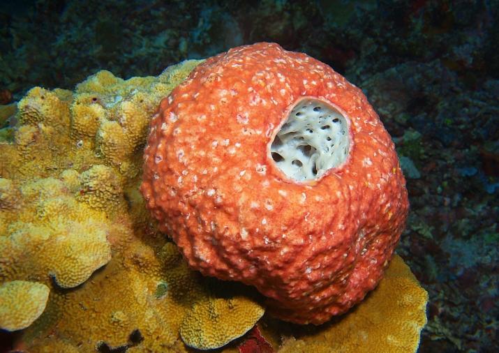 Smash can live! The sponges we use are their corpses, why did the ...