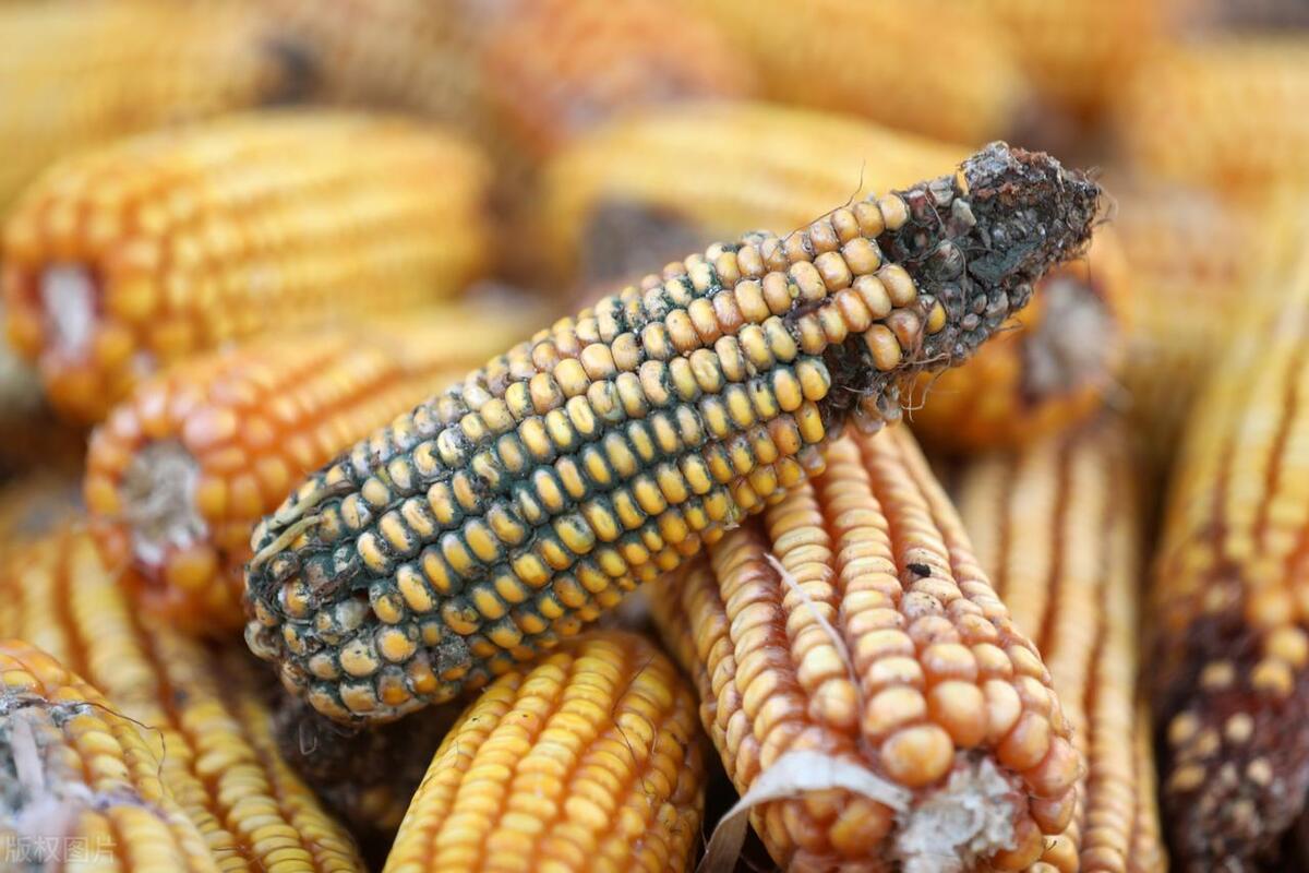 The largest poison hidden in the kitchen is 68 times more poisonous ...