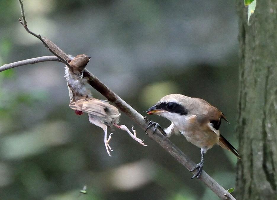 Pecking mice and birds to death, threading them on trees and tearing ...
