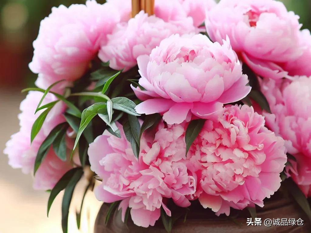 Planting methods and precautions of peony flowers - iNEWS