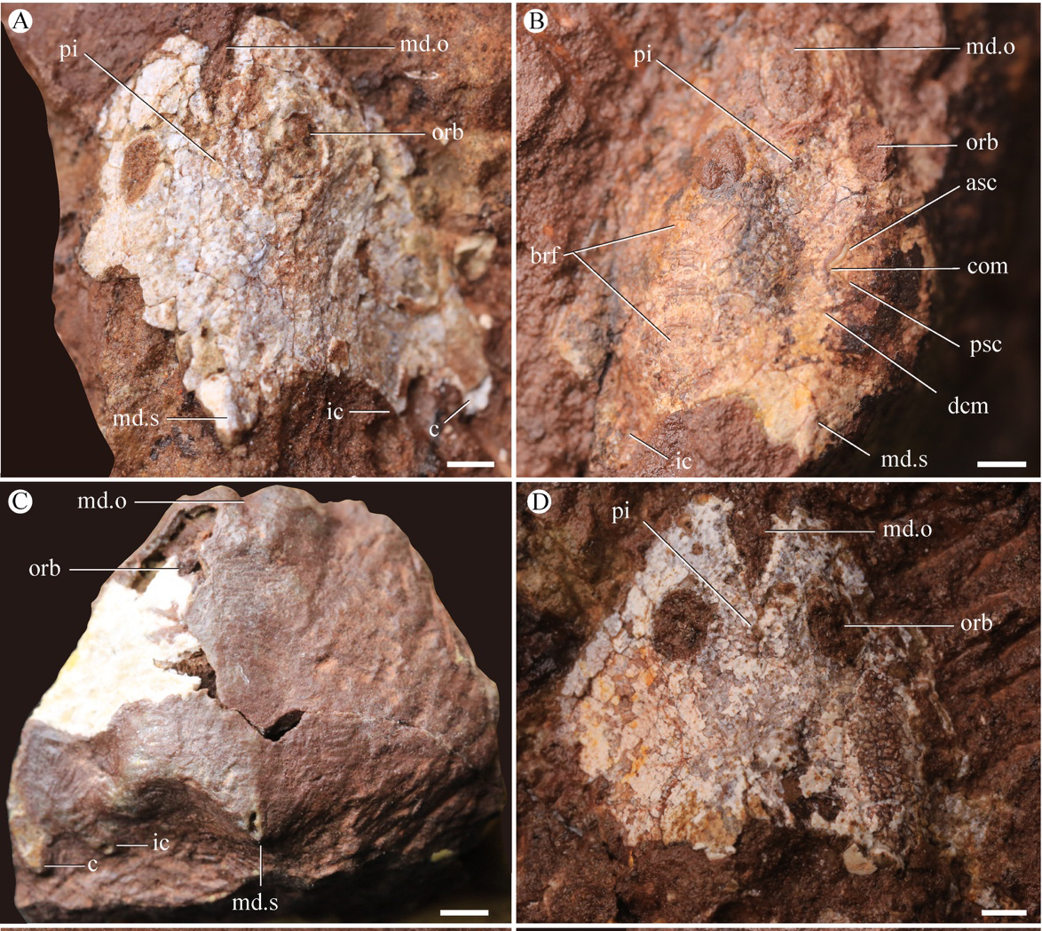 The pair of ancient fish brothers who had been separated for 438 ...