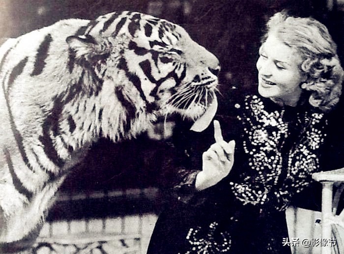 The year of the tiger talks about the tiger, do you still remember the ...