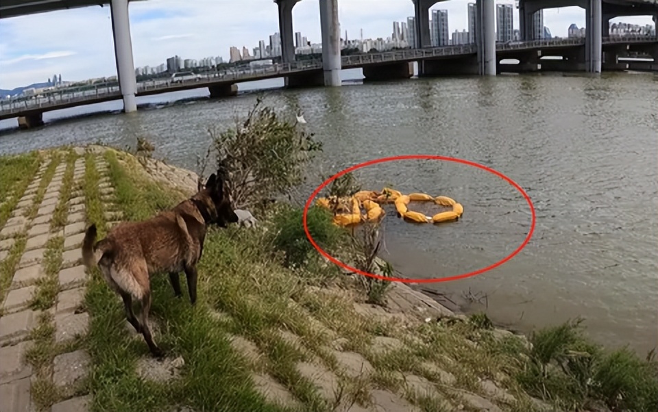 Case solved!The real body of the "water monster" in the Han River in ...