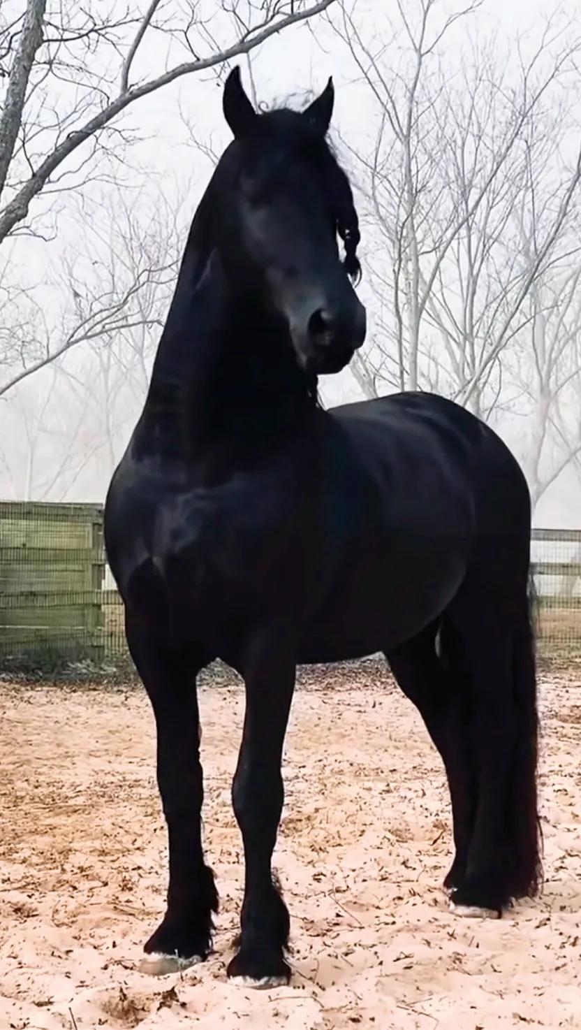 Sharing pictures, the rare bloody BMW, known as the "Pegasus", is ...