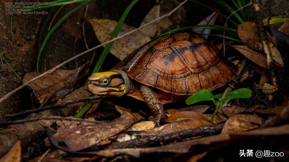 Ranking of the top ten most expensive turtles in the world, the top of ...