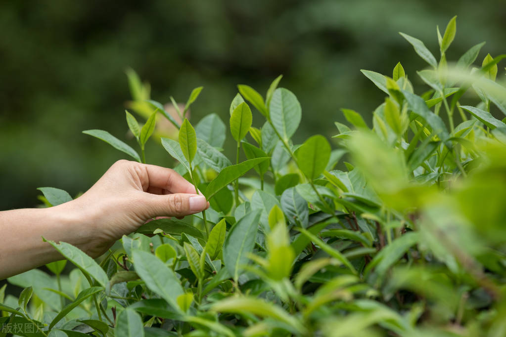 Tea Culture - Spring Tea - iNEWS