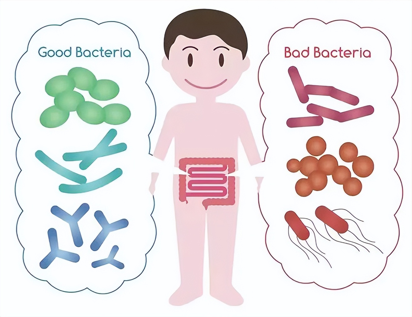 How does drinking alcohol alter gut microbiota and cause liver damage ...