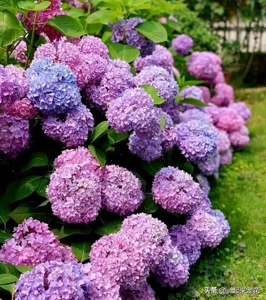 In summer, these three kinds of water are often fed to hydrangea, the ...