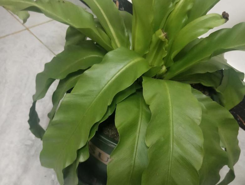 Hydroponic bird's nest fern is very simple, learn these 5 points, the ...