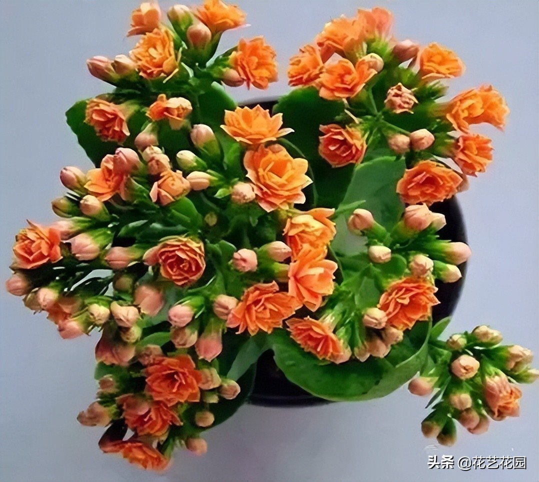 30 blooming longevity flowers, wishing your family a healthy and long ...