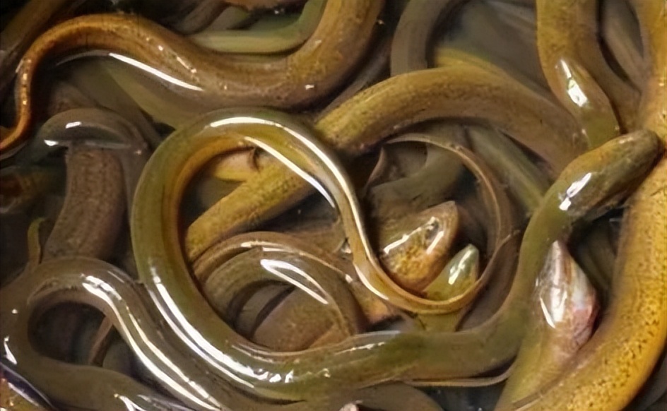 Eating eels may bring 6 benefits to the body, it is recommended to know ...