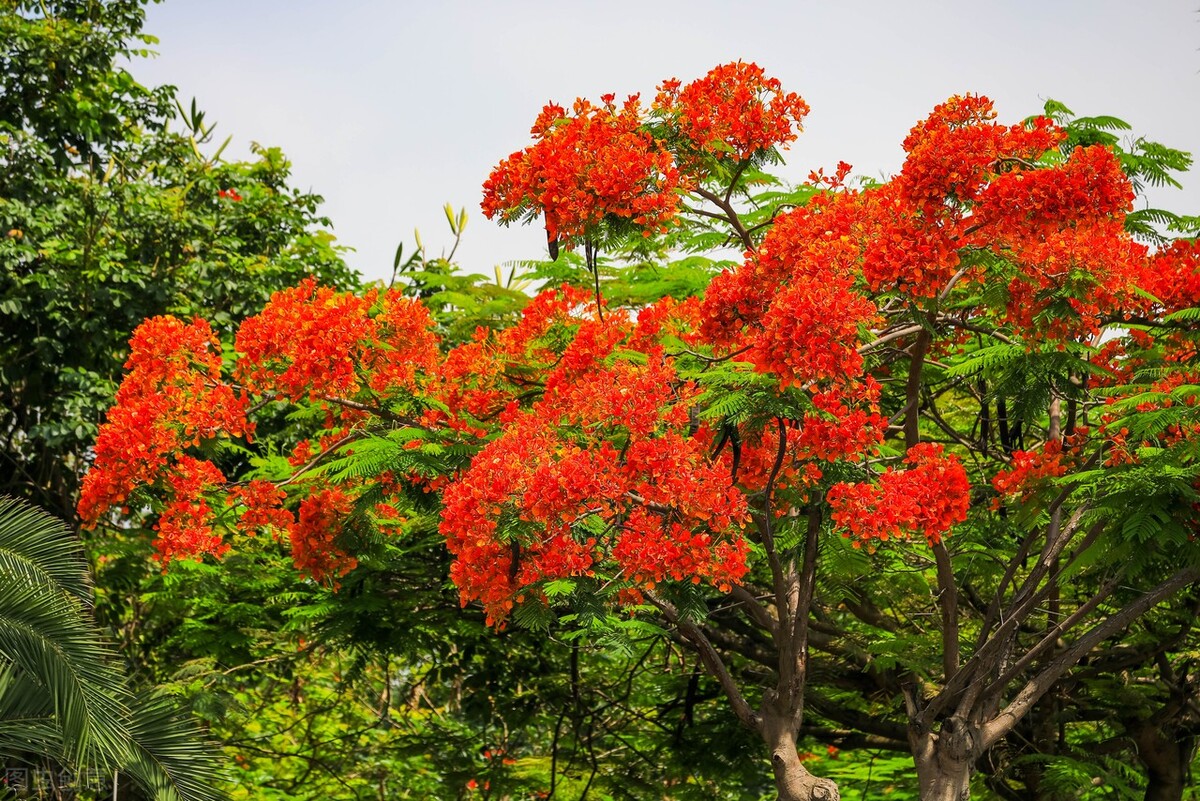 Do you know the meaning of phoenix flower? - iNEWS