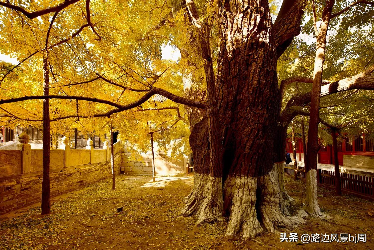 Dajue Temple to Jiufeng, Forest Bathing on the Millennium Ancient Road ...