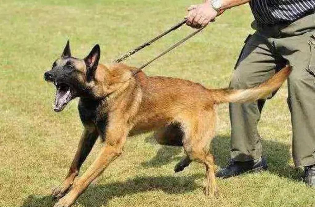 In ancient times when there was no rabies vaccine, what should I do if ...