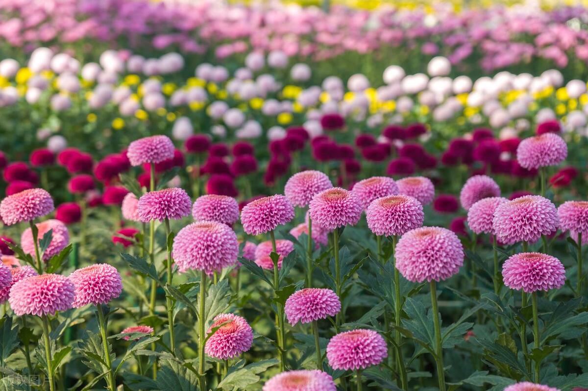 Taste and read "The Sea of Flowers" by Gong Linna and Mei Yiliya: Don't ...