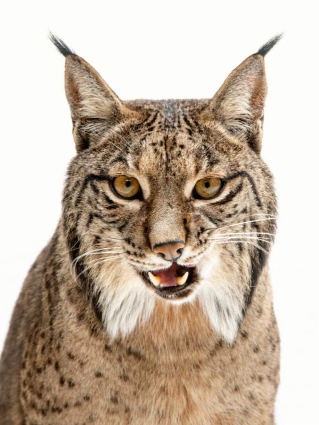 Following the Shadow of the Mountaintop: Exploring Lynx Ecology and ...