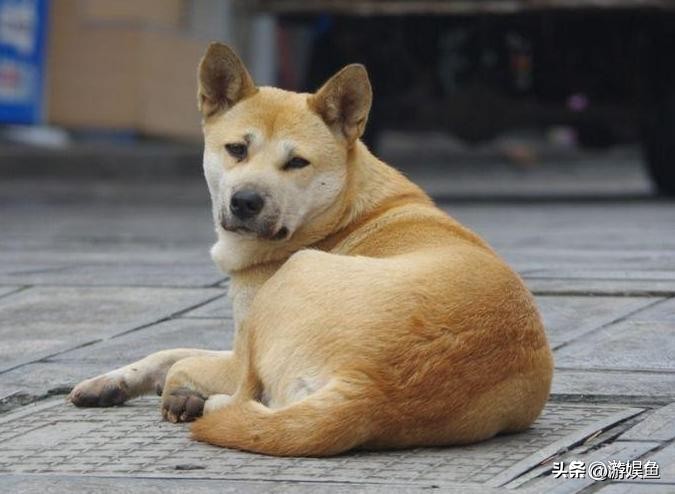 Feng Xiaogang and Chen Chong's movie "The Faithful Dog Hachiko" is set ...