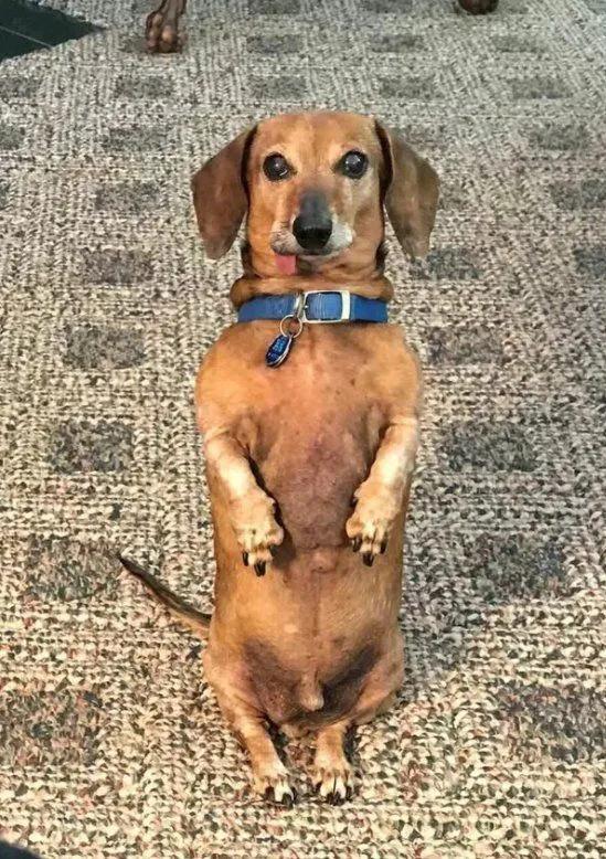 Animal body language, what is your pet trying to tell you? - iNEWS