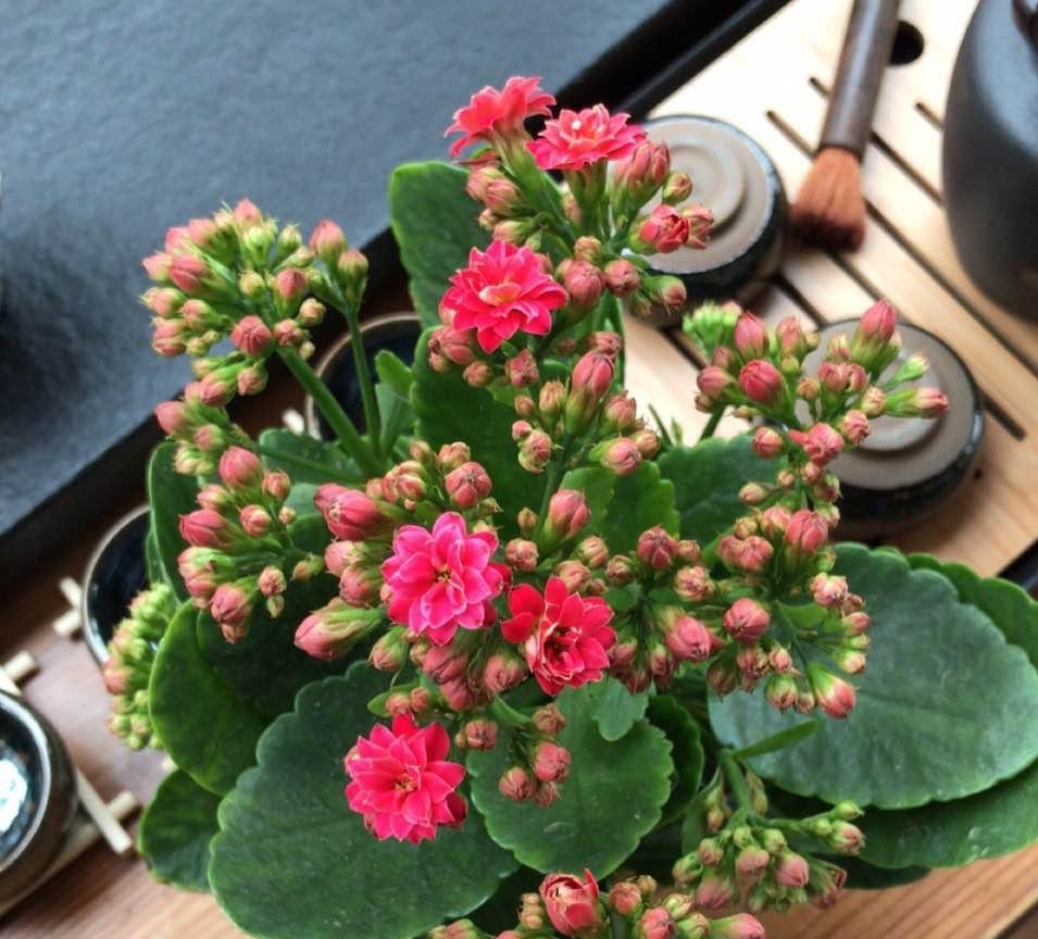 To grow longevity flowers in January, you only need to "use one trick ...