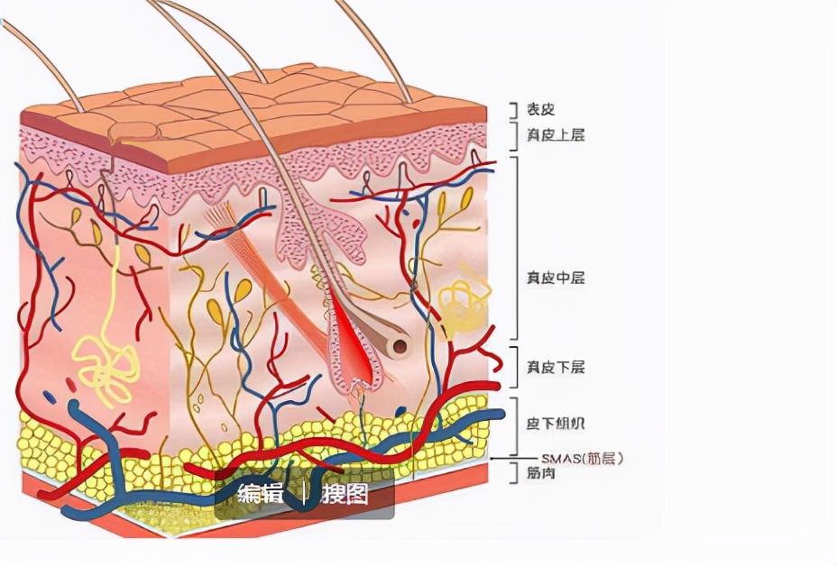 The most bizarre organ in the human body is still a mystery, and it is ...